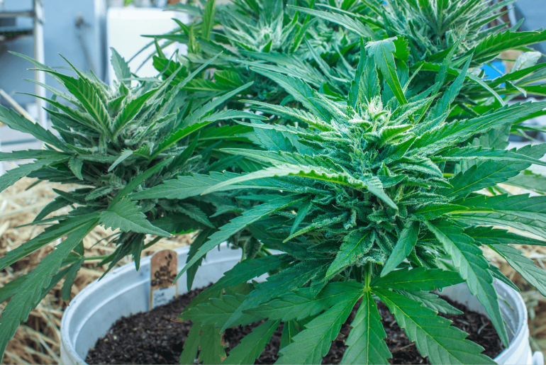 Sour Diesel Cannabis (Weed) Strain Review - Happy Smoking