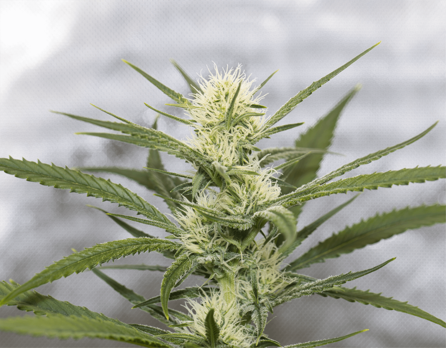 Strawberry Banana Cannabis (Weed) Strain Review - Happy Smoking