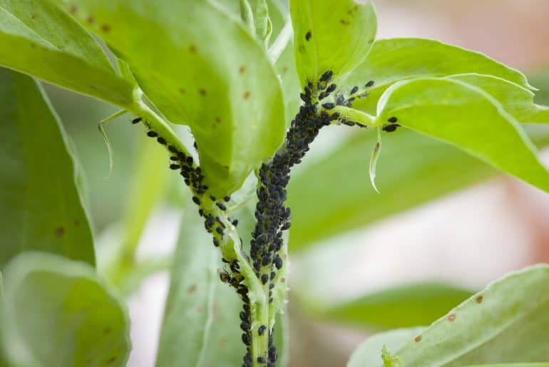 18 Common Cannabis Pest to Identify and Prevent - Happy Smoking