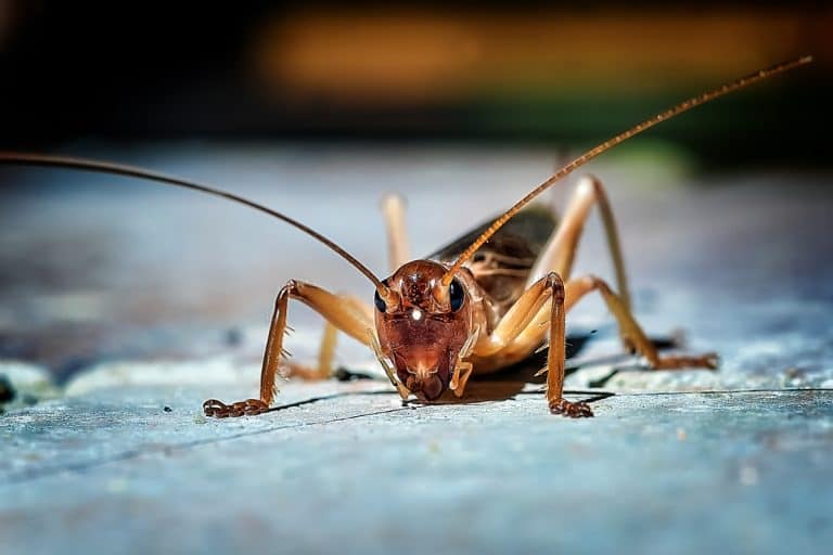 18 Common Cannabis Pest to Identify and Prevent - Happy Smoking
