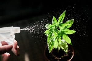 The Art of Watering Cannabis Plants at Home: Ultimate How to Guide ...