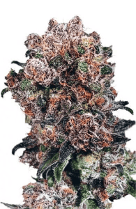 Blueberry Cannabis (Weed) Strain Review - Happy Smoking