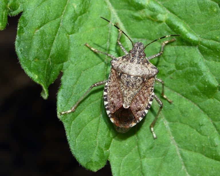 18 Common Cannabis Pest to Identify and Prevent - Happy Smoking