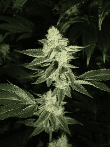 King Louis XIII Cannabis (Weed) Strain Review - Happy Smoking